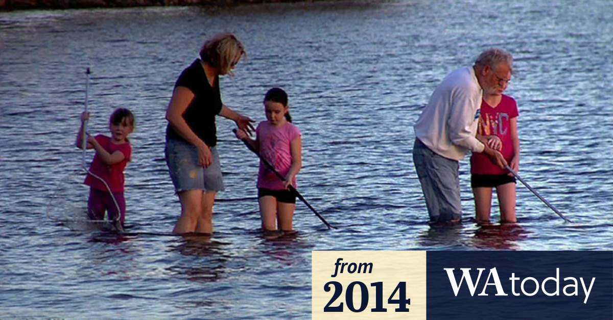 Video: Family prawning returning to the Swan River