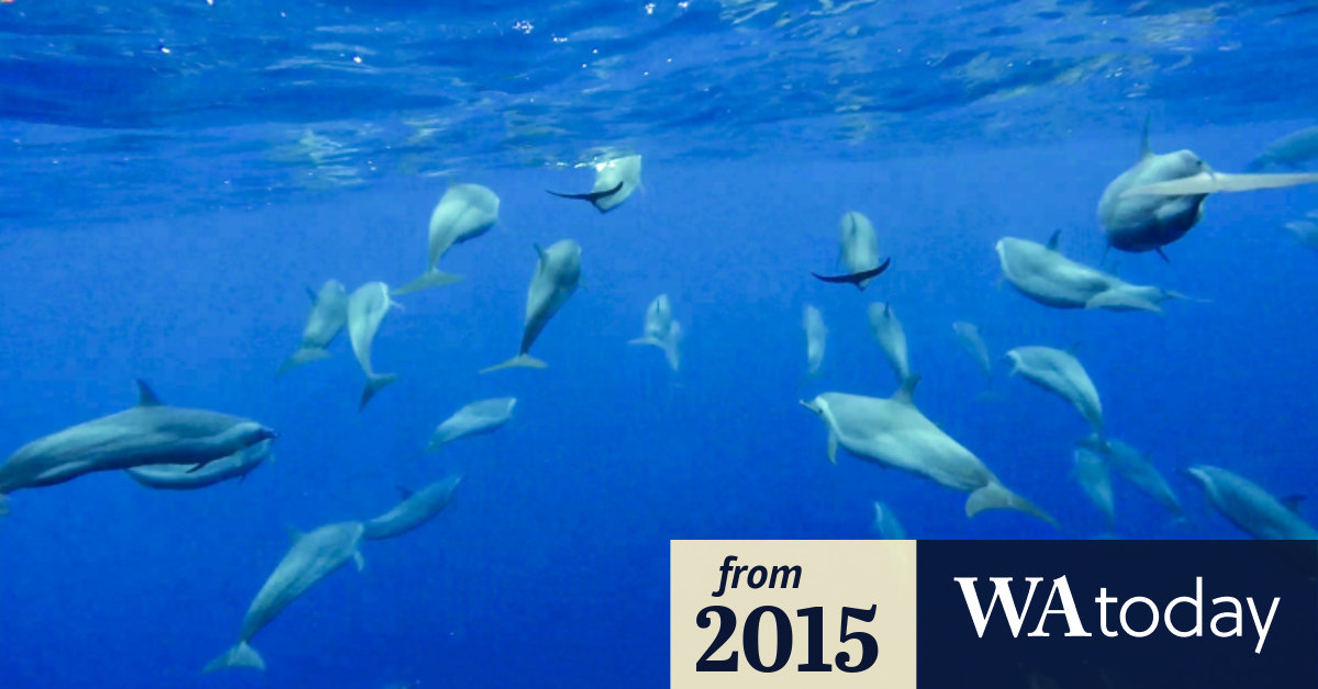 Dramatic Mandurah dolphin rescue draws applause