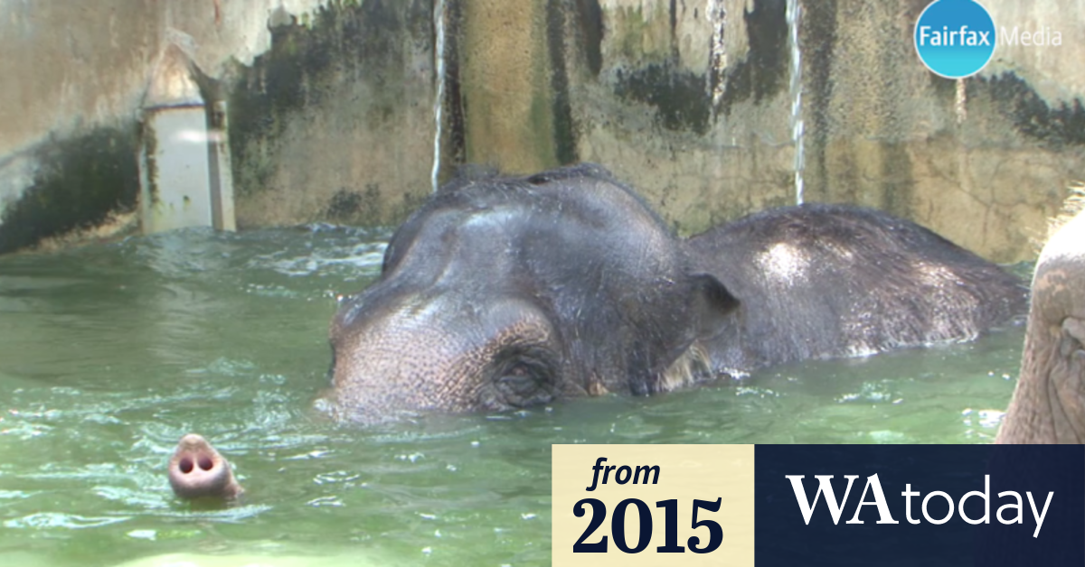 Animals make a splash at Perth Zoo as temperatures start to soar