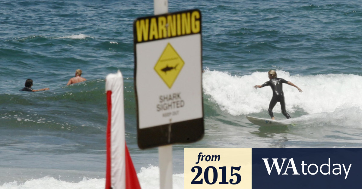 Perth beaches reopen after shark sighting