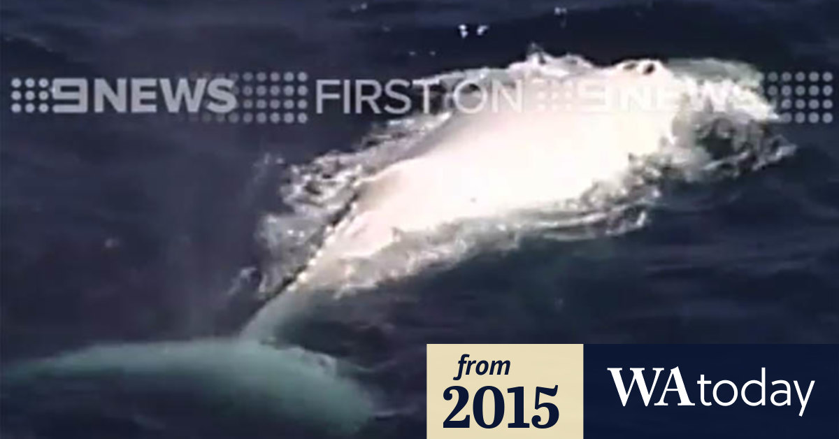 Video: White whale could be Migaloo