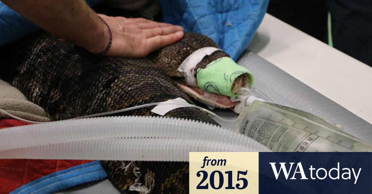 Video: Perth Zoo python a perfect patient for Murdoch University vets
