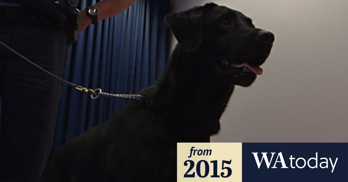 Video: Release the hounds