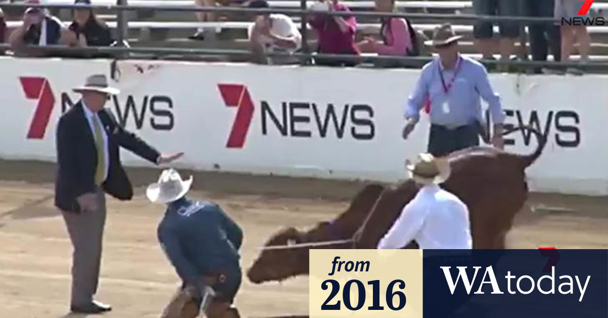 Video: Runaway Ekka bull caught by cowboy