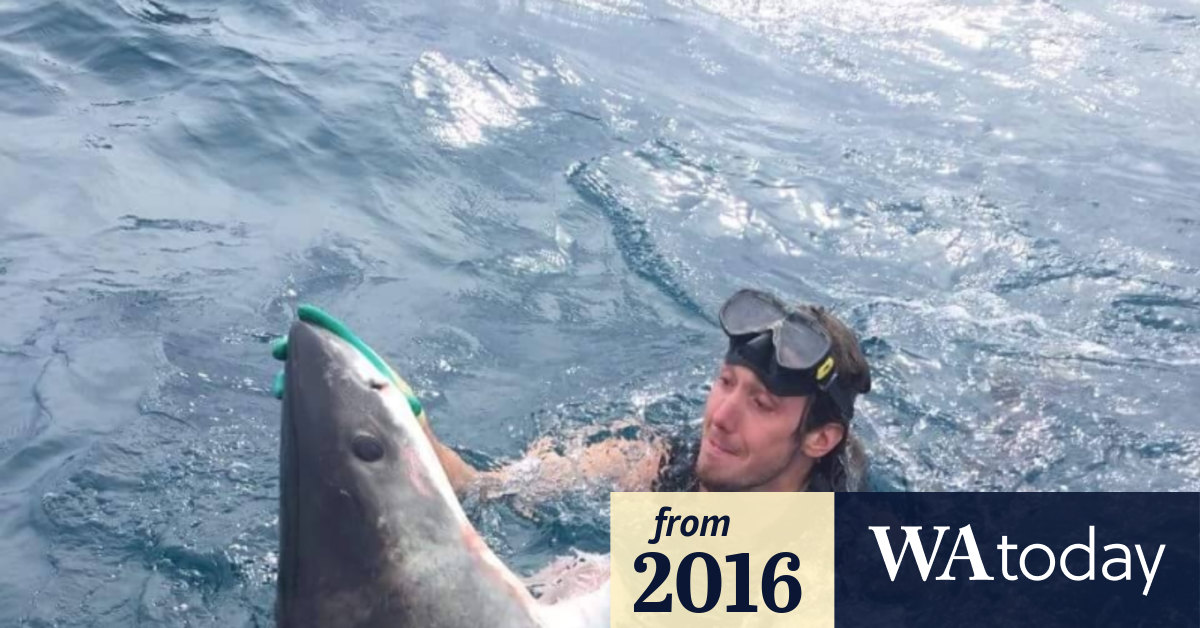 Experts go beneath surface of divers' amazing 'shark-taming' photo