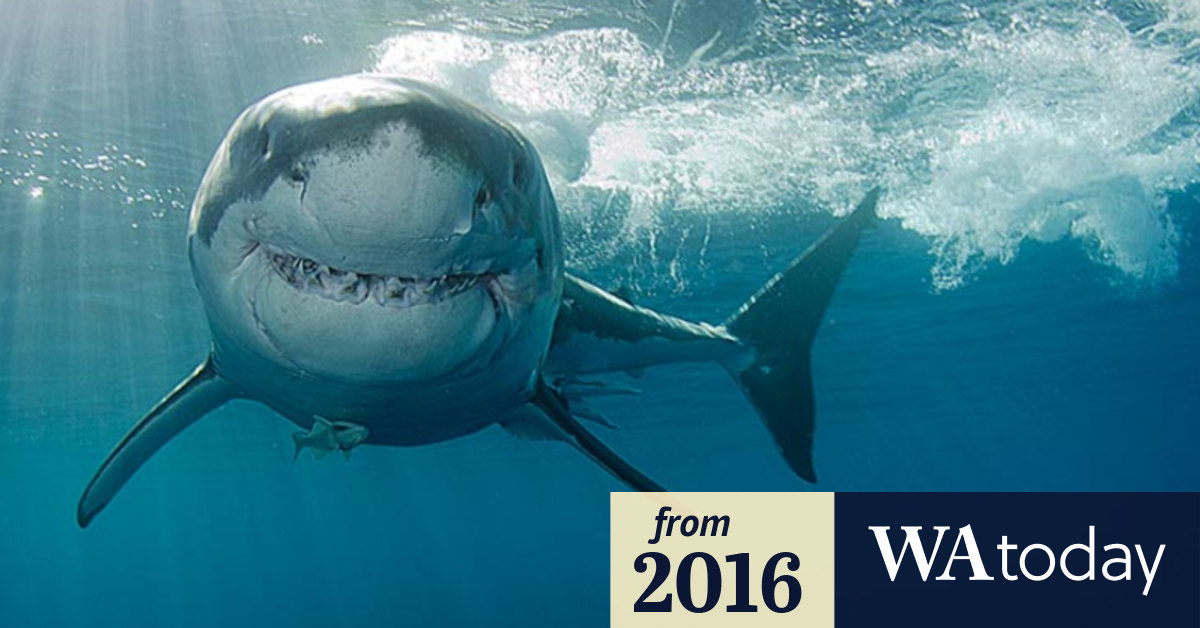 Video: Shark attacks: Australia's most dangerous beaches