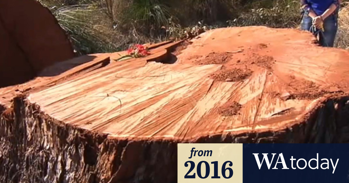 Video: Expert slams slaying of ancient tree