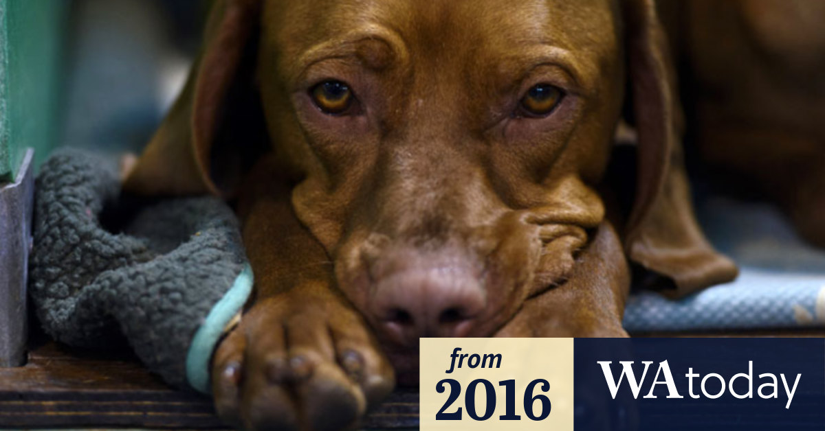 Video: Dogs know what you're saying