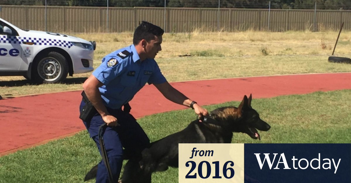 WA Police's newest recruits in training as cop dogs are primed for the hunt