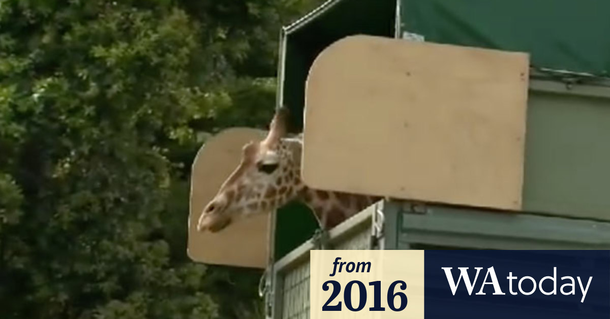 Video: Giraffe looking for love in Perth