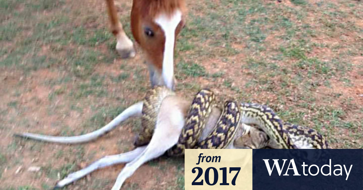 Video: Hungry snakes eat up