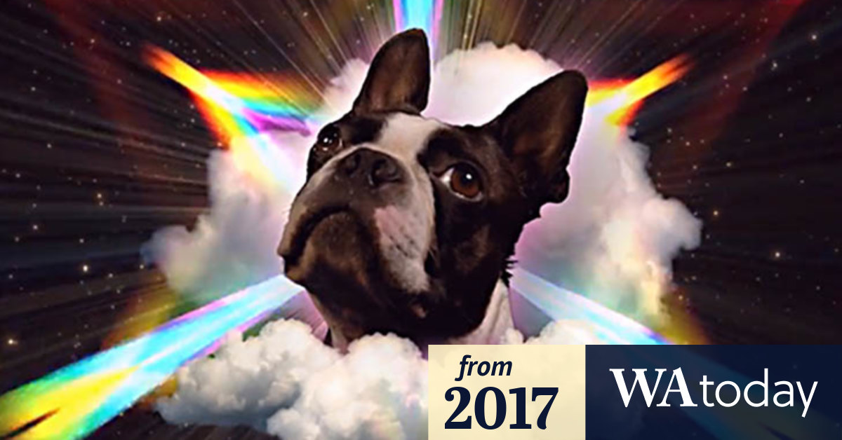 Video: Stoner Dogs: Medicating your pets with marijuana