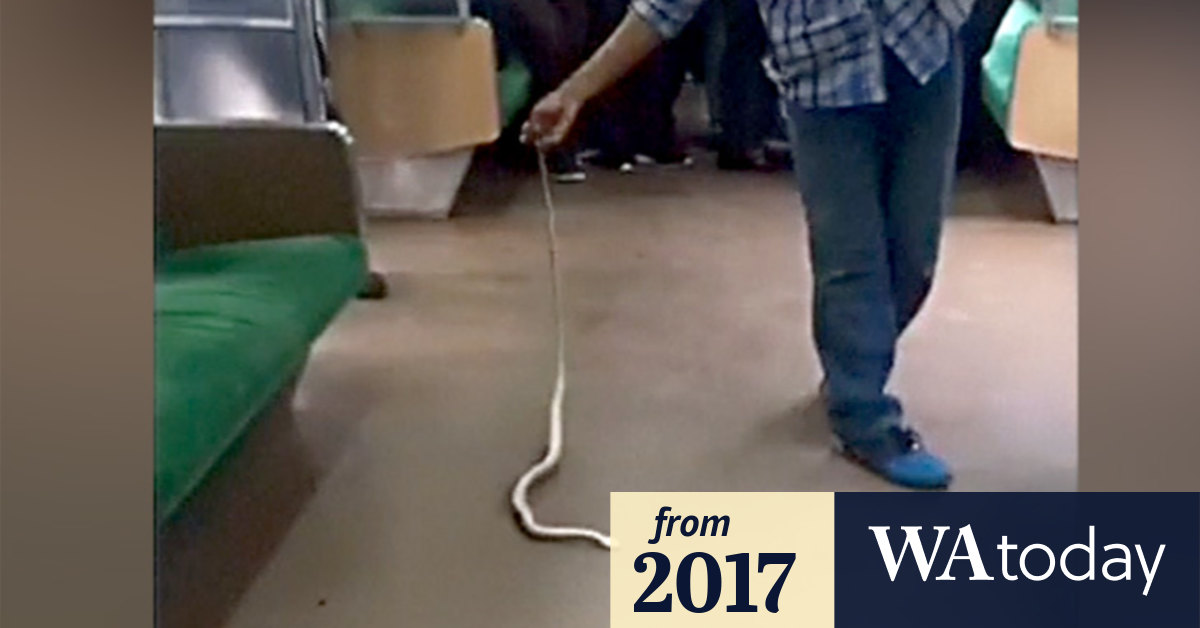 Video: Snake appears on crowded passenger train