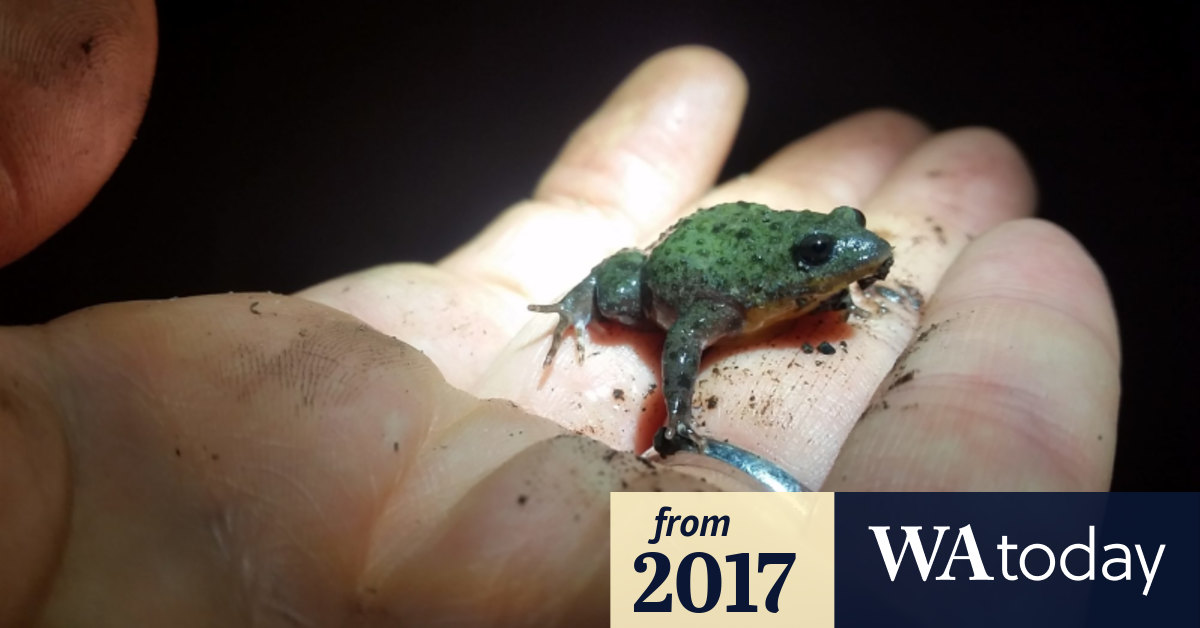 New populations of threatened orange-bellied frog discovered in south west