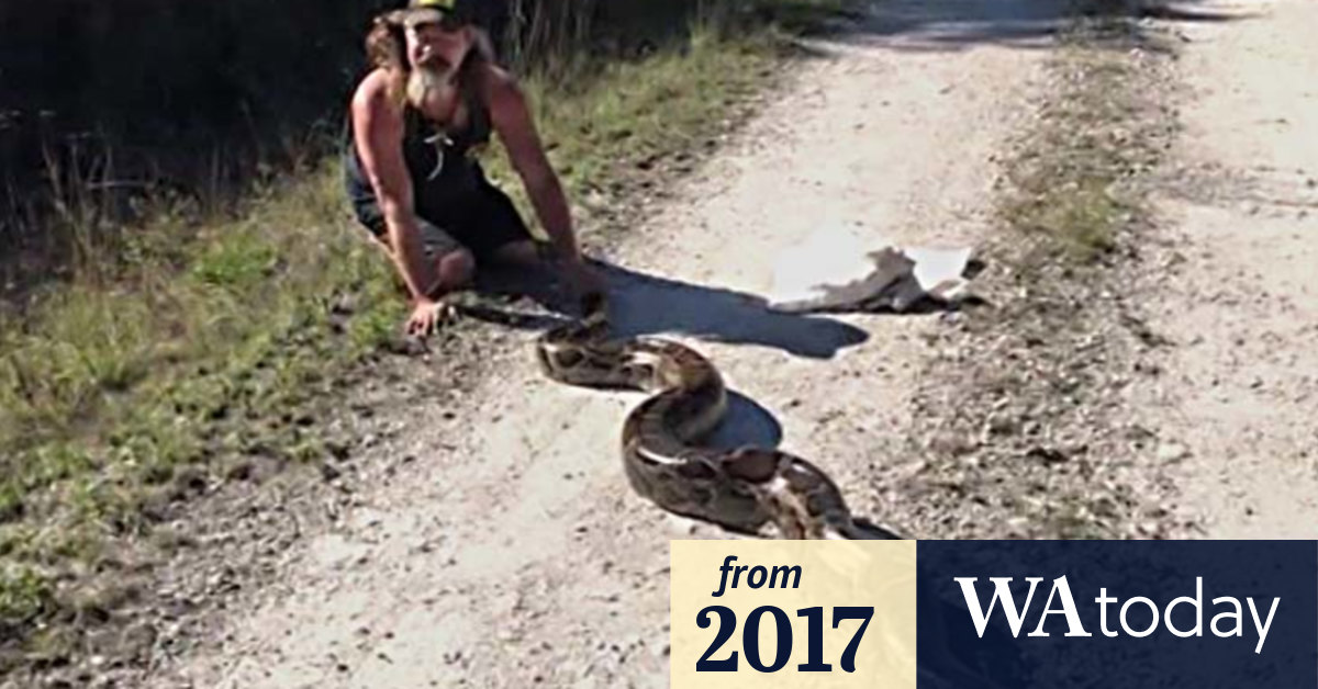 Video: Monster python caught by Dusty 'The Wildman'