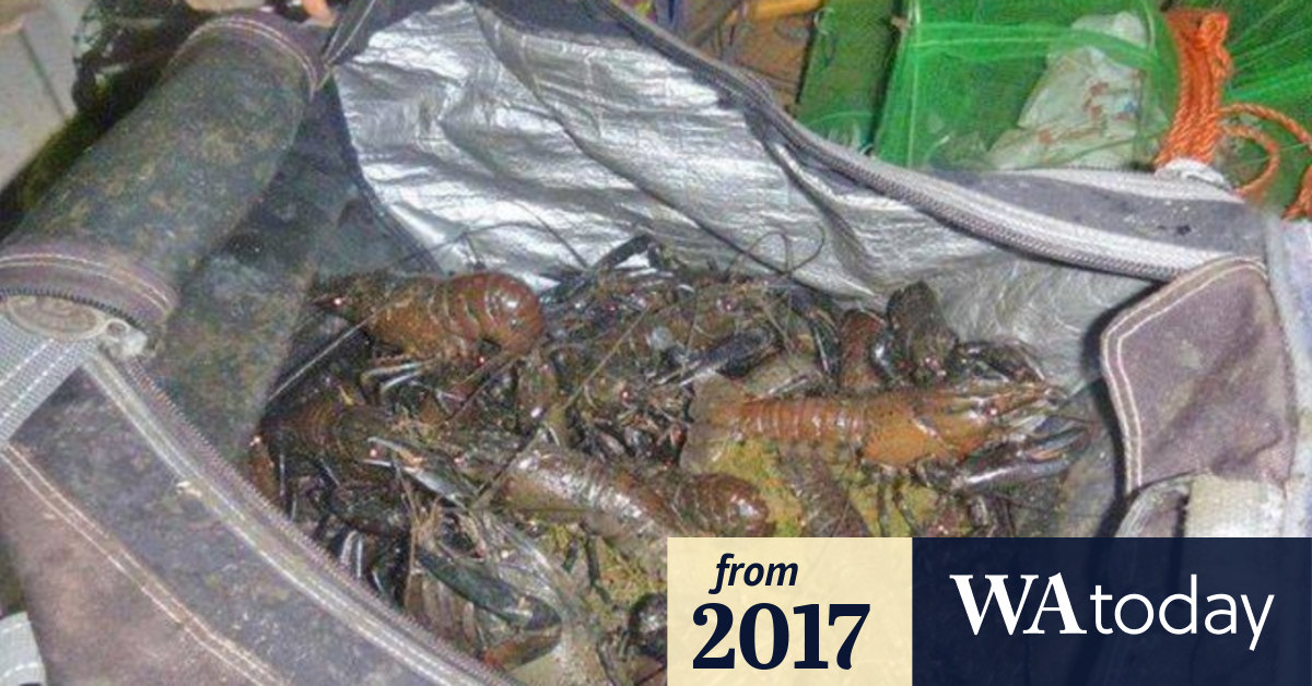 $12k for this marron: Dodgy WA fishers slugged with heavy fines for out ...
