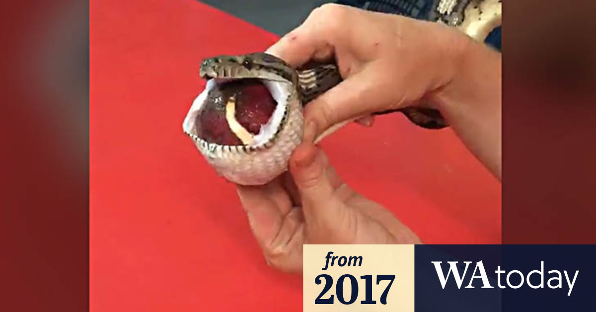 Video: Snake swallows tennis ball