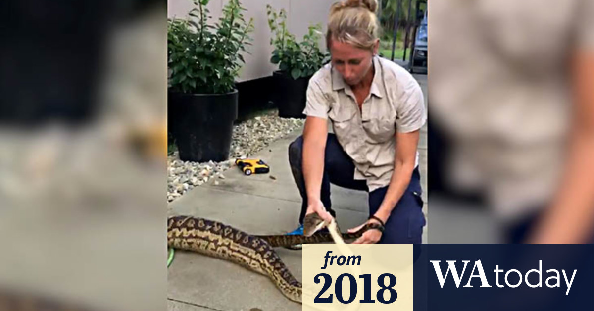 Video: Electrician catches big snake hiding under house