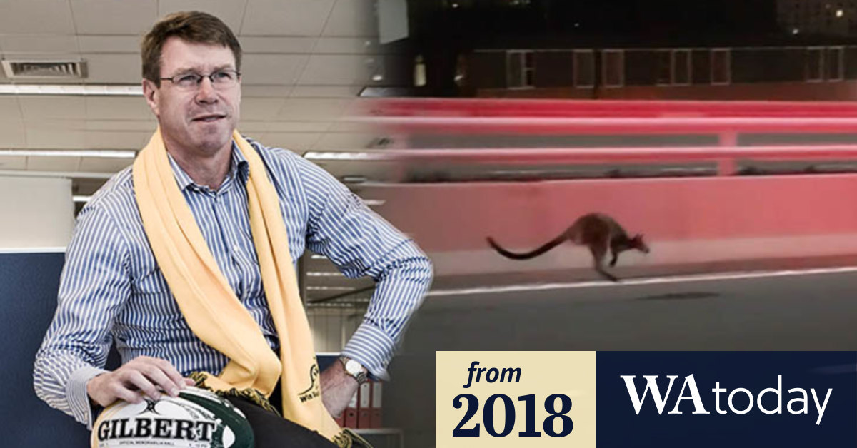 Video: How a Wallaby helped catch a wallaby