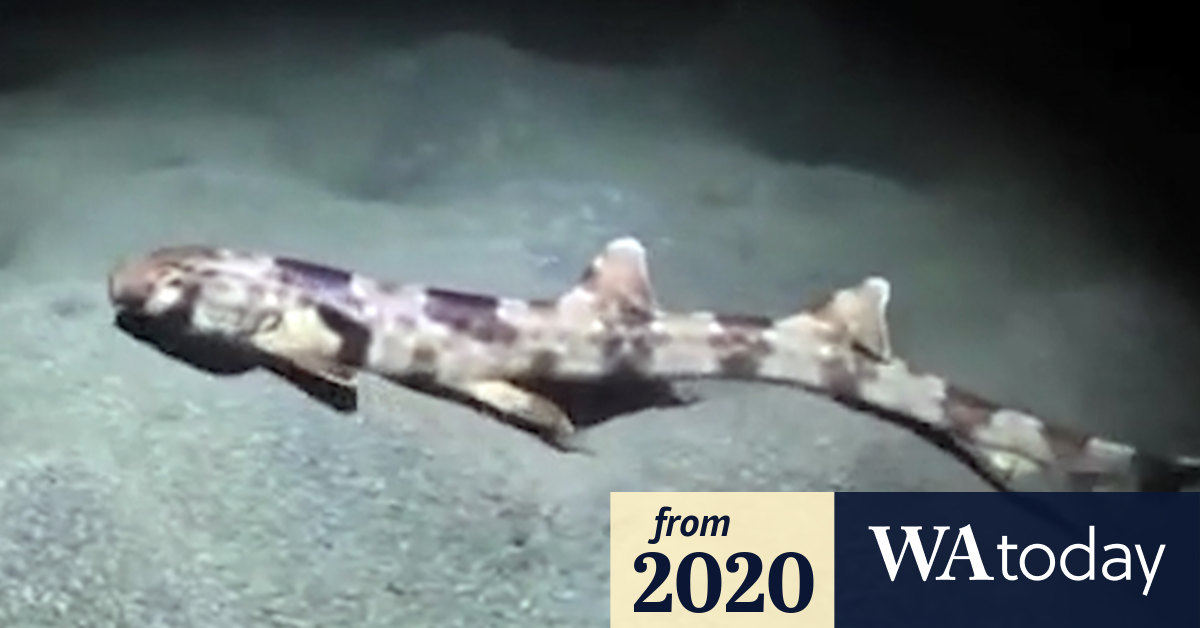 Video: Walking sharks discovered in the tropics