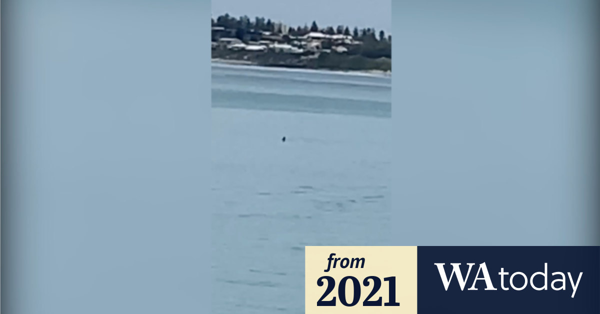 Video: Shark seen after reported attack off Perth beach