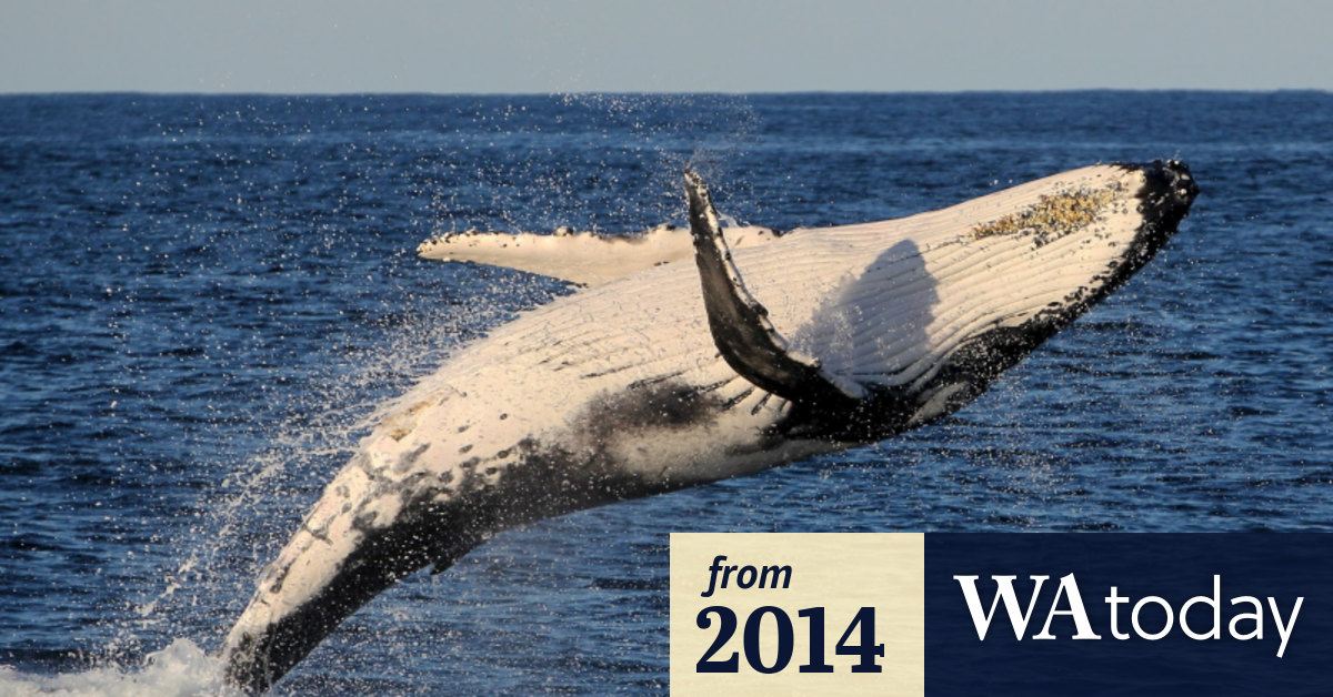 Humpback whale numbers off WA coast 'unsustainable'