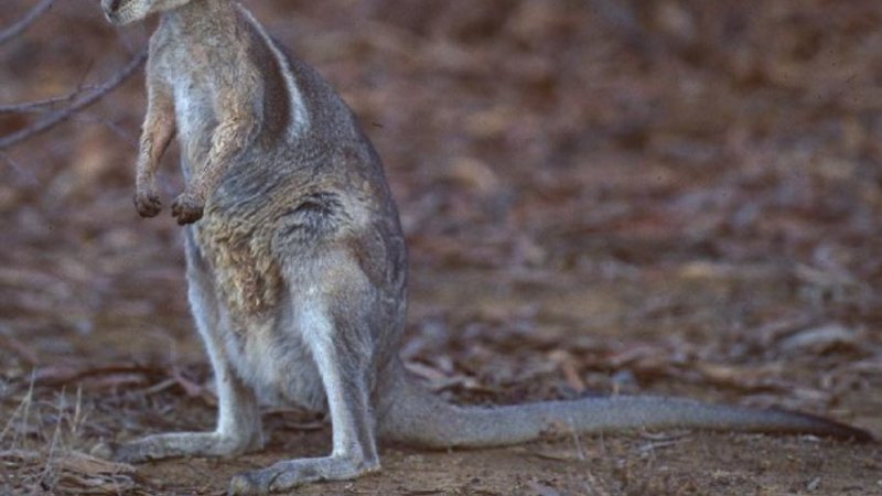 'Extinct' wallaby species back from the dead in central Queensland