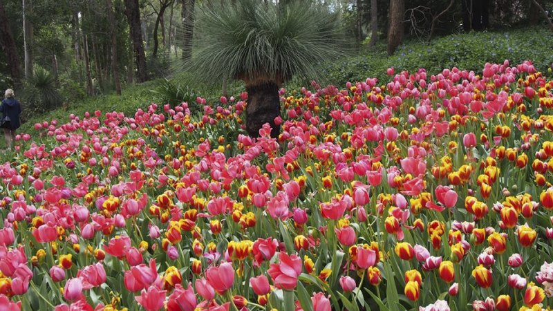Cash injection, new plan for Araluen Botanic Park to boost WA tourism