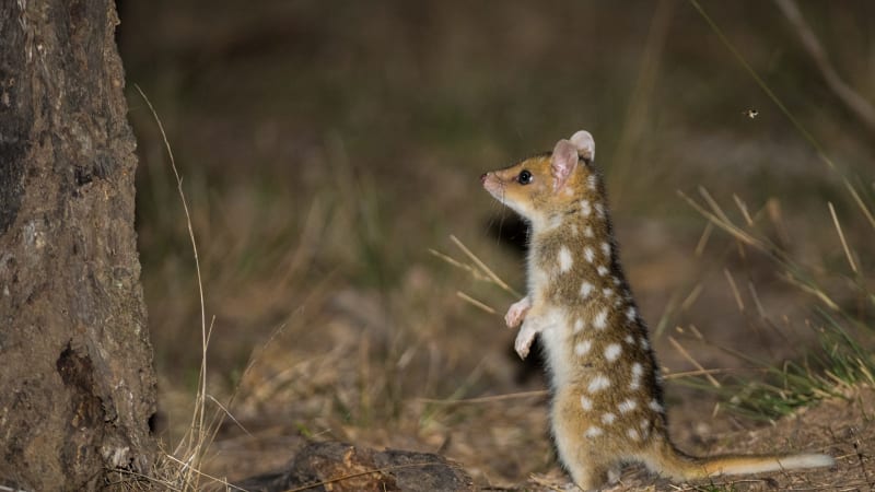 Quoll-ity viewing: Rare native predator found in Victorian forest