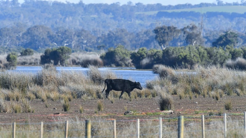 Toxic fears: Farmers warned not to eat the beef they sell