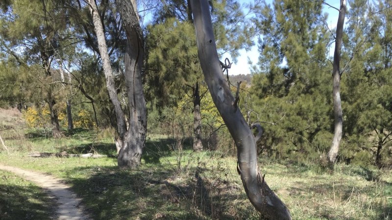 Barbed wire 'booby trap' for cyclists sprung