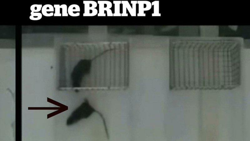 Video: Scientists make autistic mice