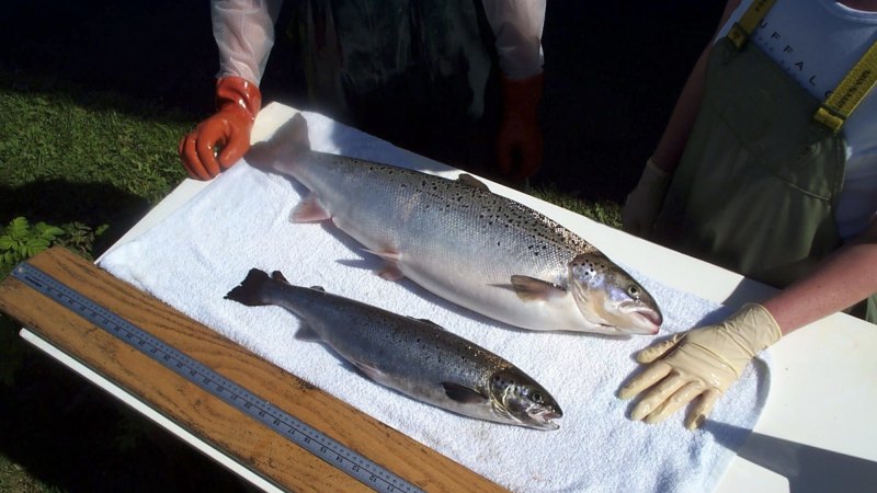 Why the so-called 'Frankenfish' represents the future of seafood