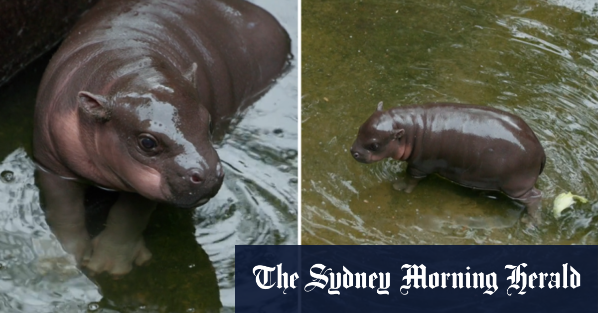 Video: Baby hippo born at Taronga Zoo