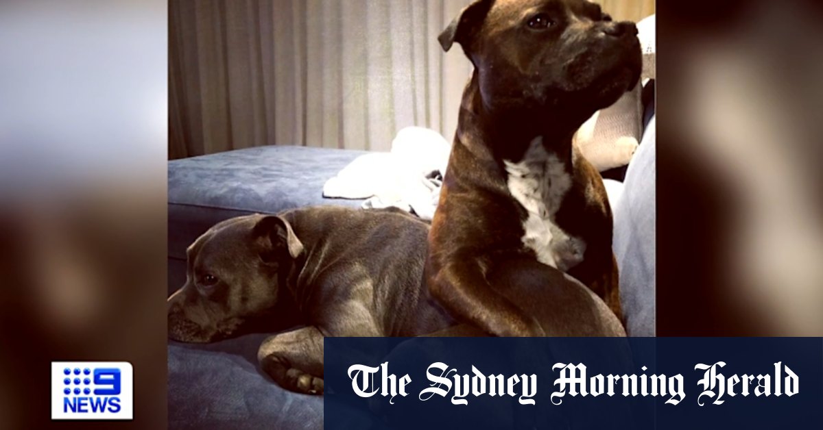 Video: Healy opens up on 'vicious' dog attack