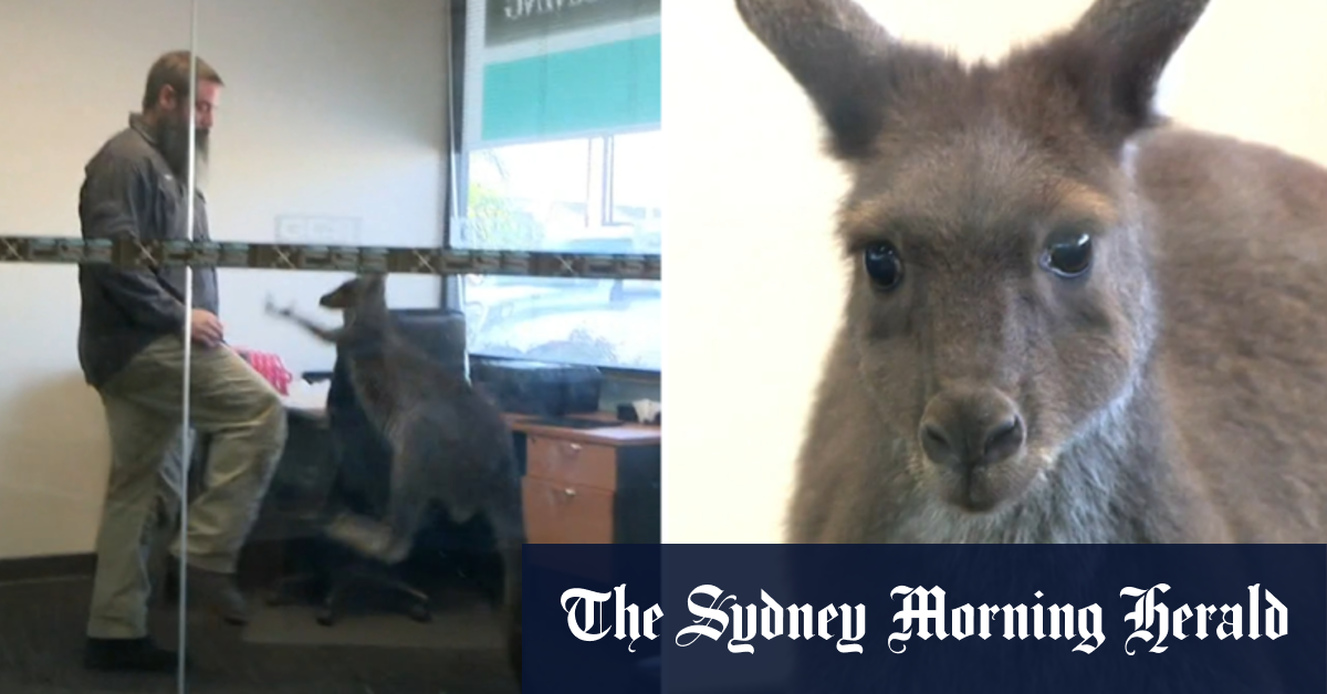 Video: Adelaide warehouse manager finds kangaroo inside