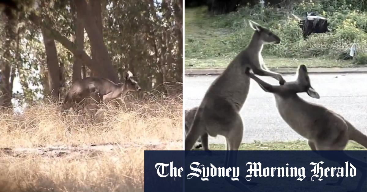 Video: Kangaroo kills man on Western Australian property