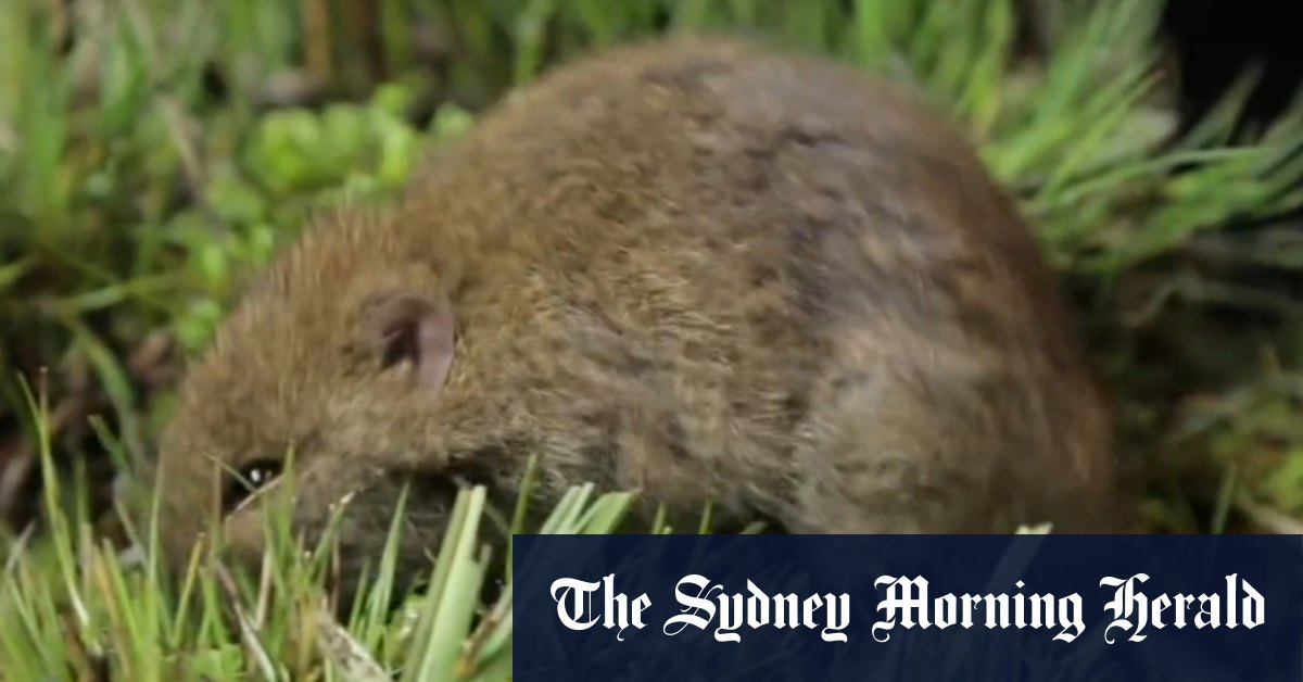 Video: Rare native rodent rediscovered
