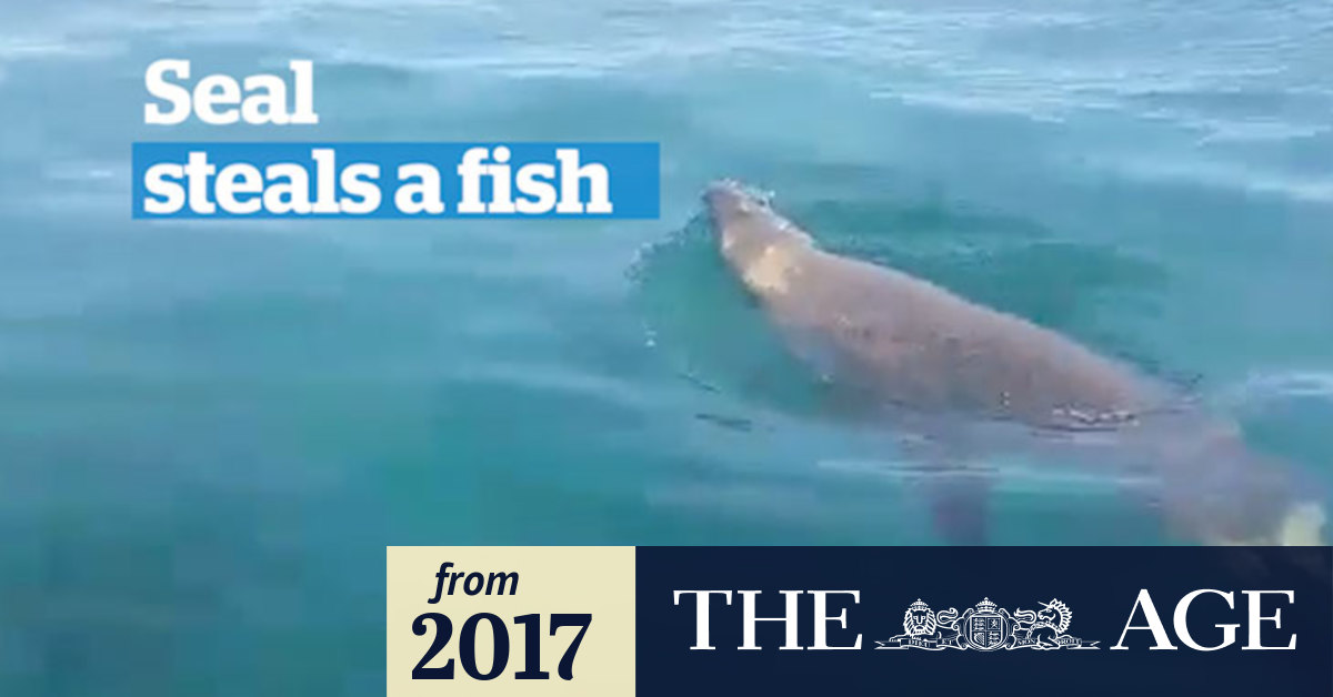Video: Seal steals fish caught on camera