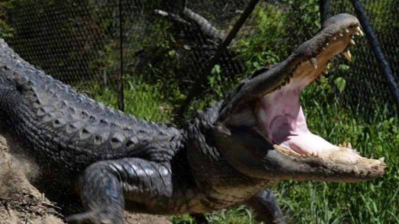 Clever crocodiles use sticks to lure prey