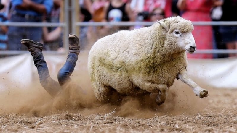 Sheep not allowed, so NZ rodeo to use men dressed as sheep instead