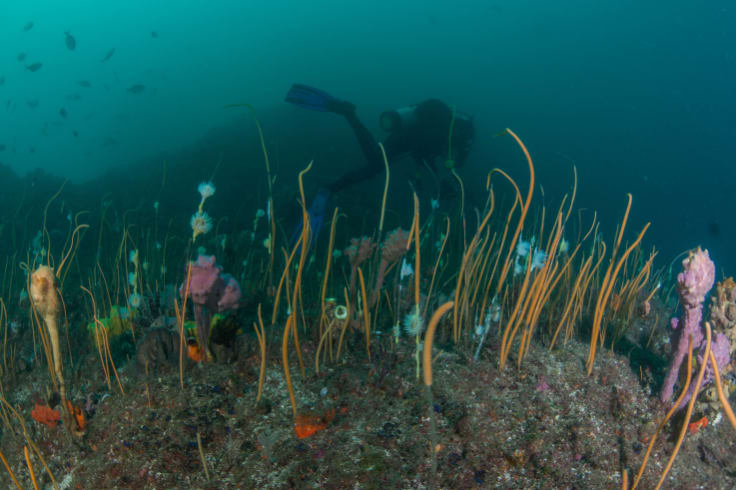 Fishing: Australian fish stocks drop a third in decade