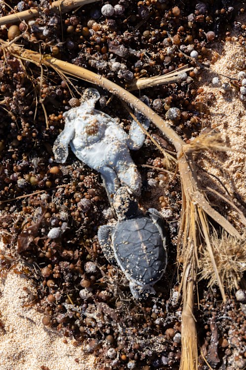 ‘Devastating scenes’: Marine life washes up on Ningaloo beaches after ...