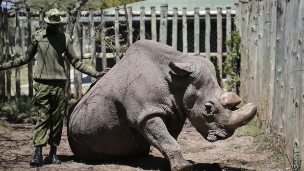 Old and ill, the last male northern white rhino takes a walk
