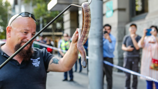 Police seal off city corner after tiger snake spotted in Spencer St