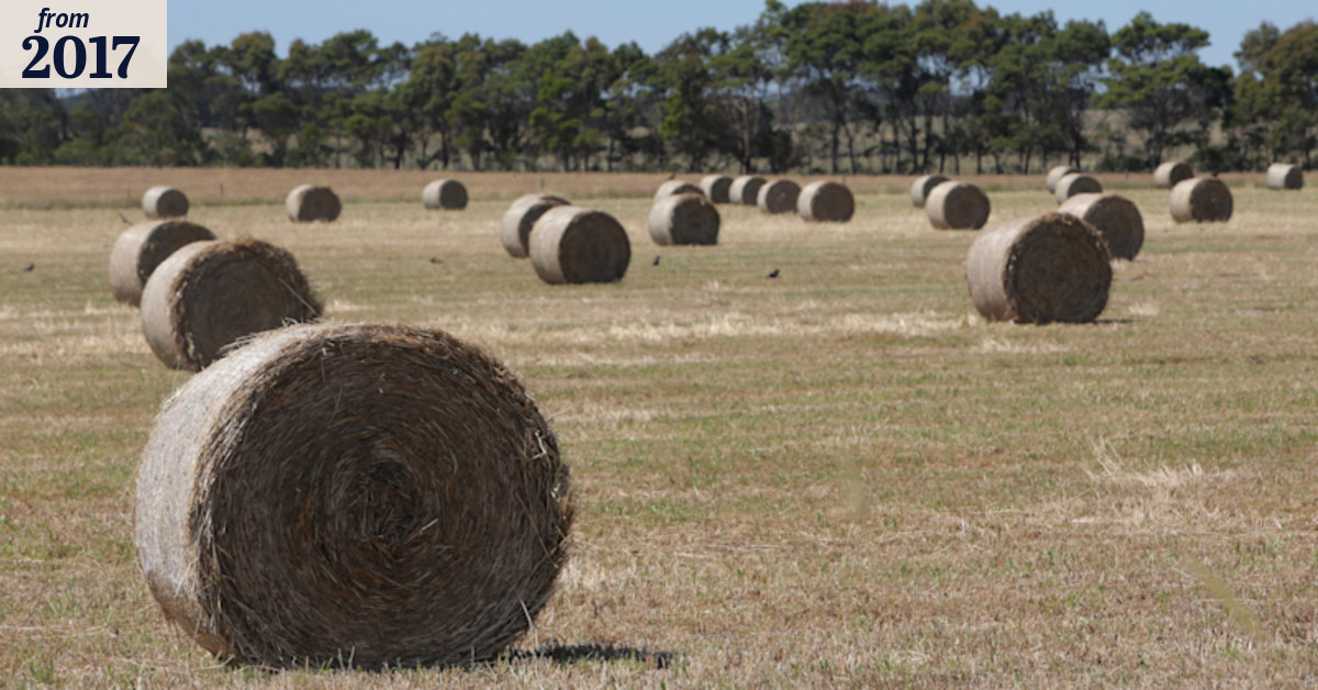 'Spontaneous combustion' blamed for epidemic of giant haystack blazes
