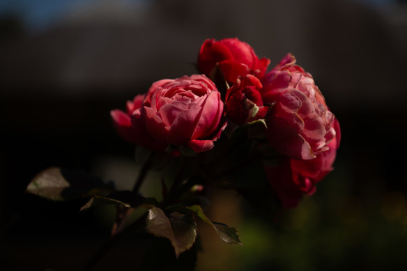 Why do roses not smell like they used to?