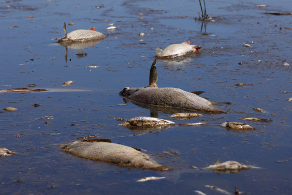 river oder contamination