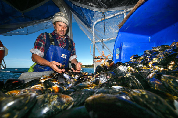Victoria’s farmers of the sea want more rope to strengthen mussel industry