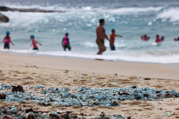 Bluebottle stings: Sydney beaches reveal secrets of stinger swarms